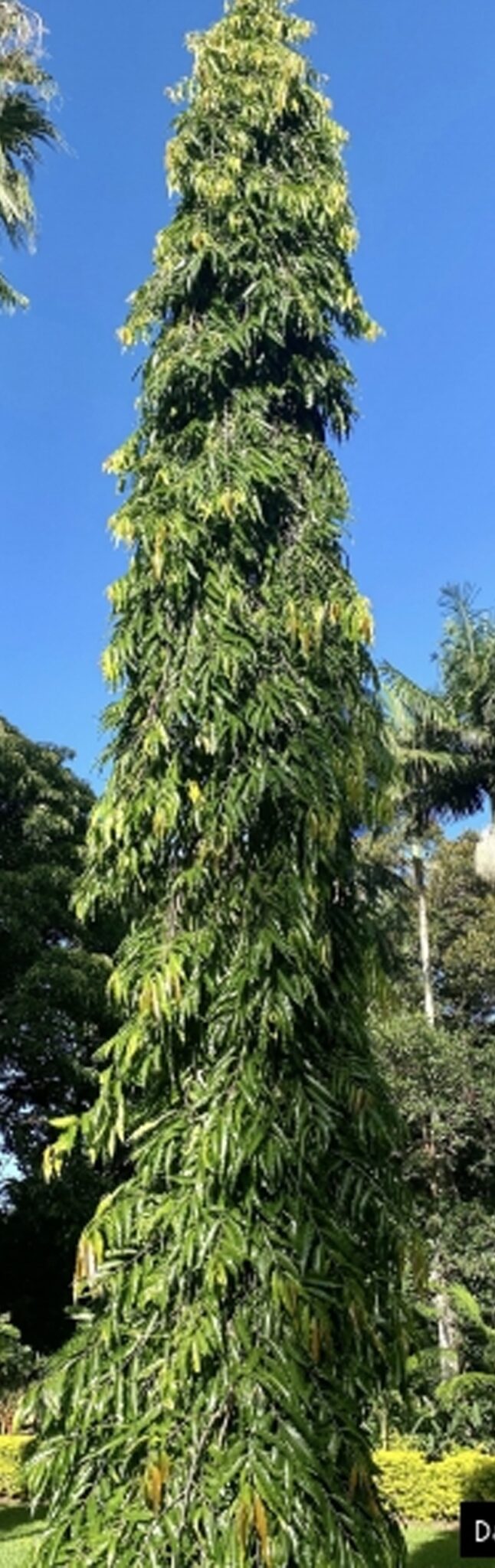 Ashoka Trees – Yuvakshetra Institute of Management Studies