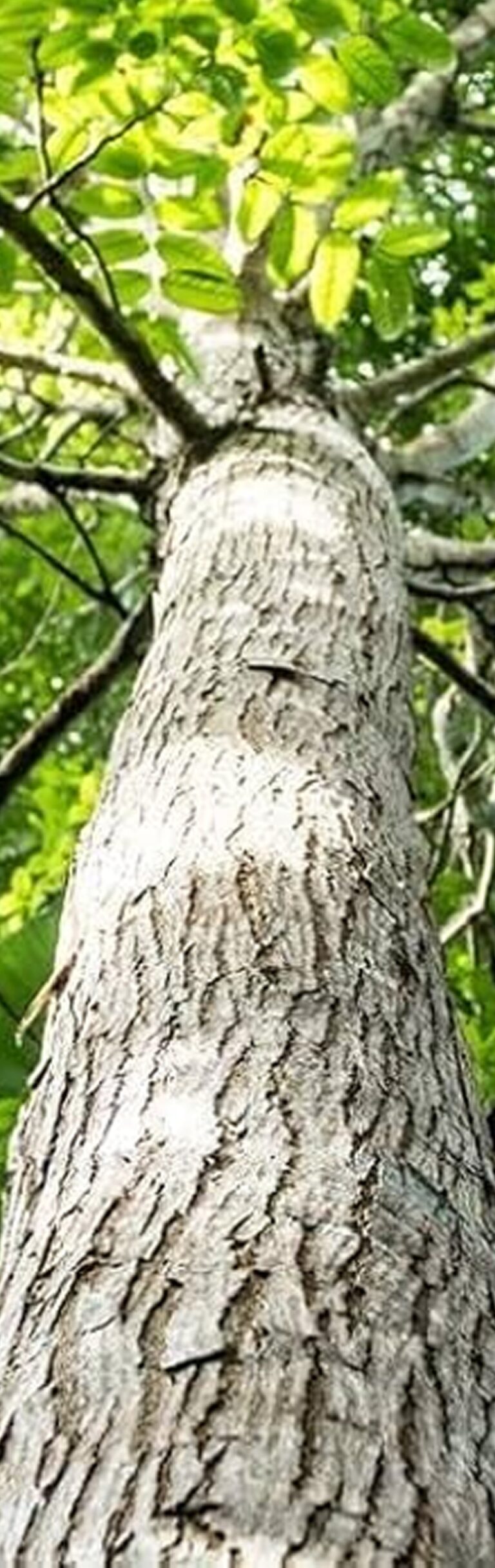 Mahagony Trees – Yuvakshetra Institute of Management Studies