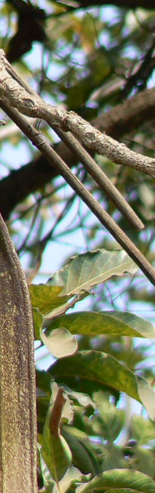 Palakka Payyani Trees – Yuvakshetra Institute of Management Studies